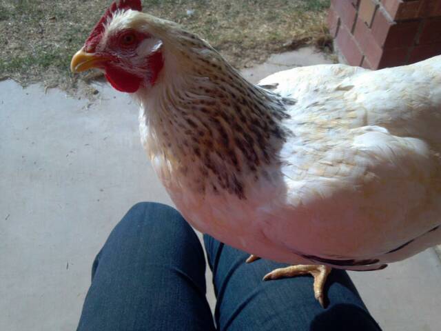 Parties At Charming Pony Ranch